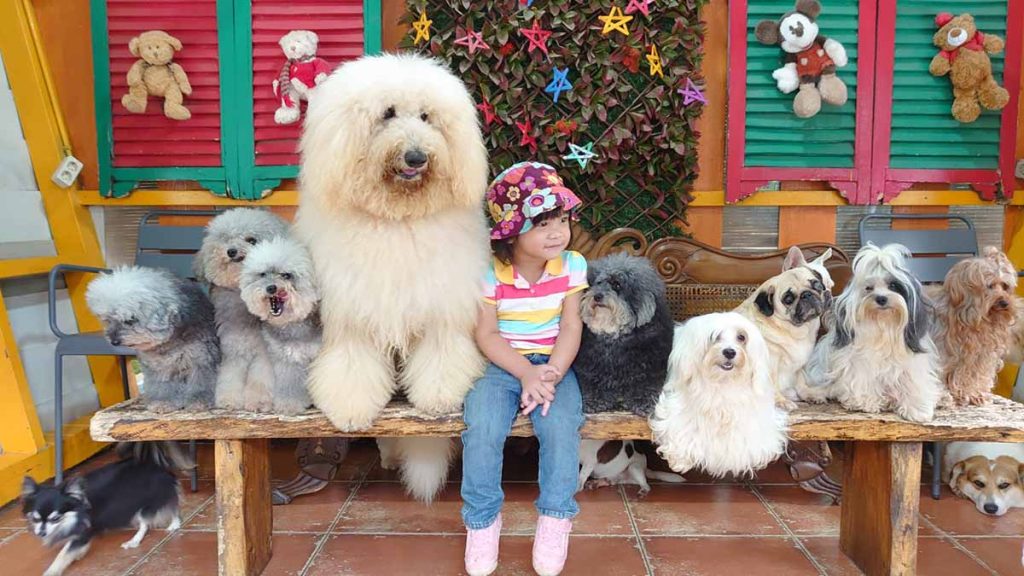 Temukan Anjing-anjing Lucu dan Cantik di Rumah Guguk Bandung ...
